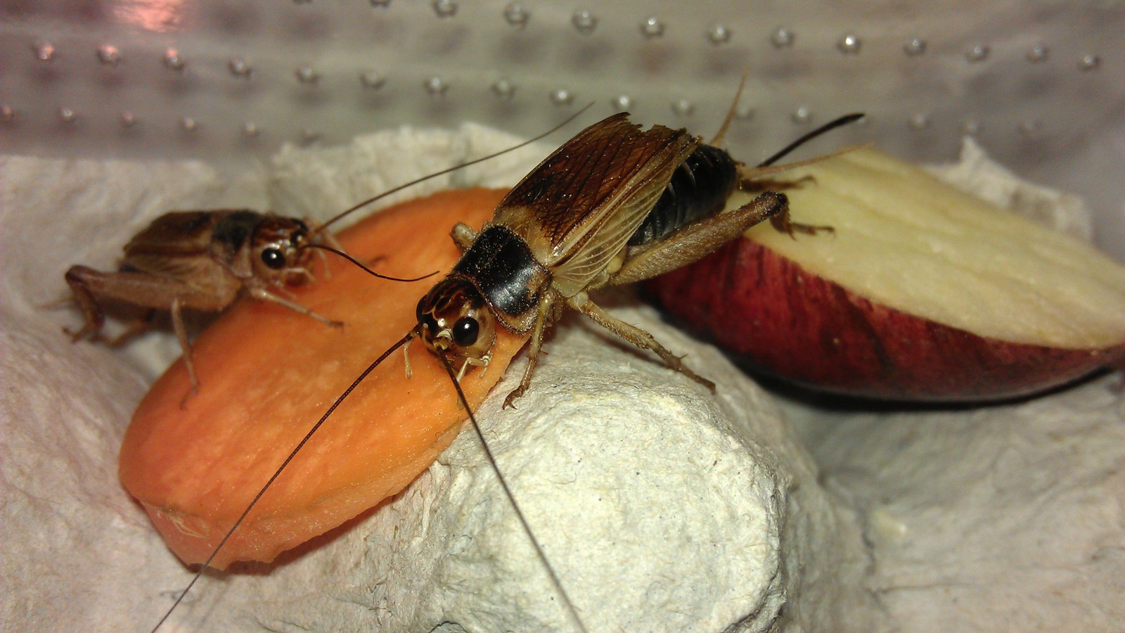 Hausgrillen (Acheta domestica)