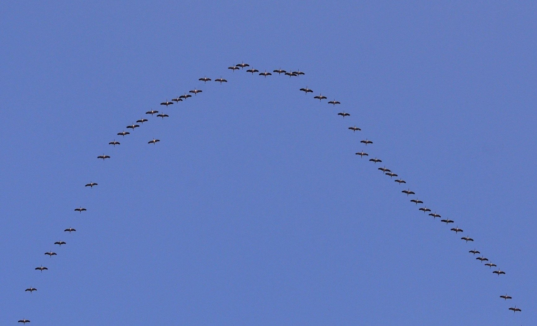 DLR – Zugvögel in V-Formation