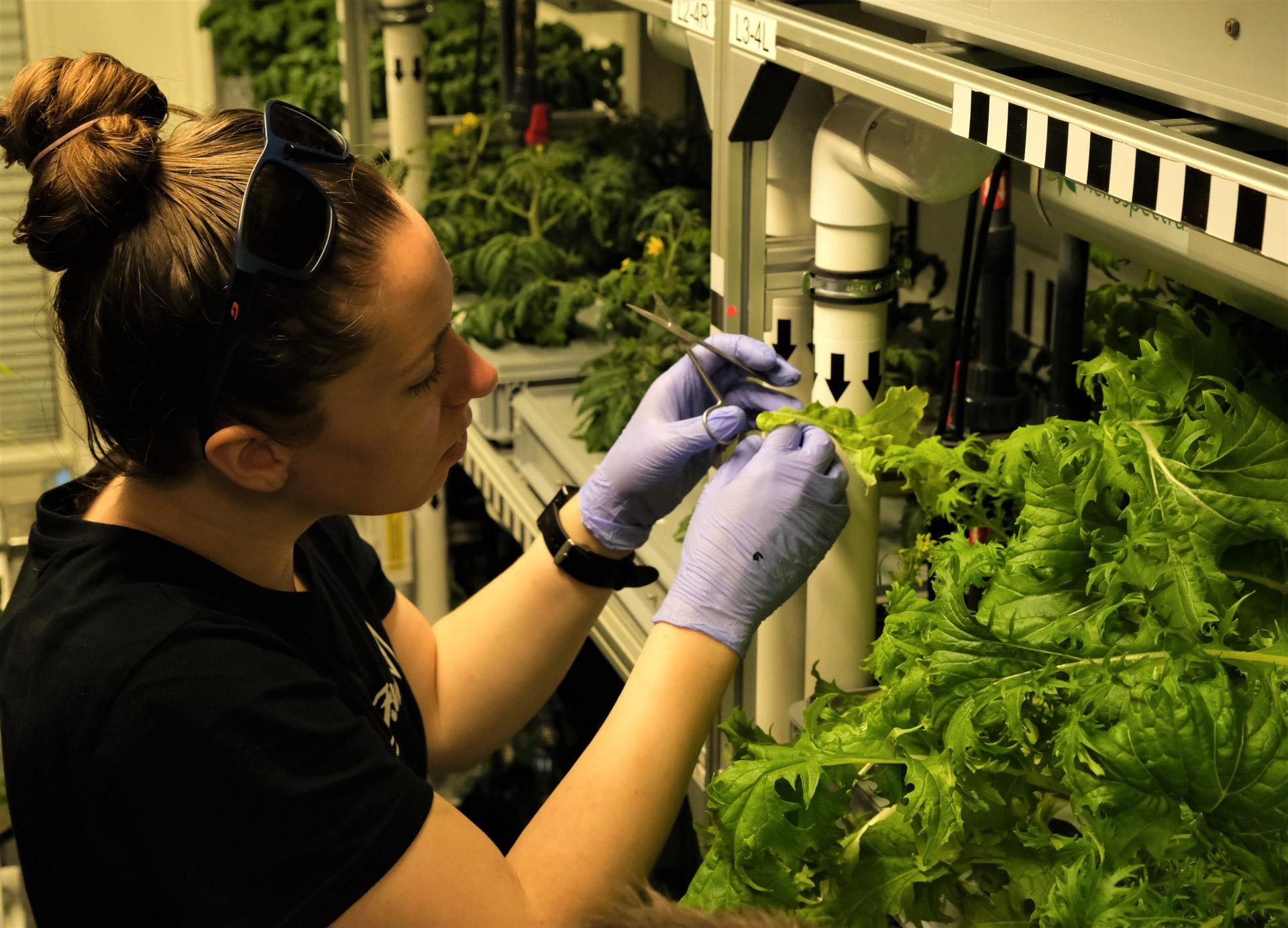 DLR – Jess Bunchek bei der Salat-Ernte