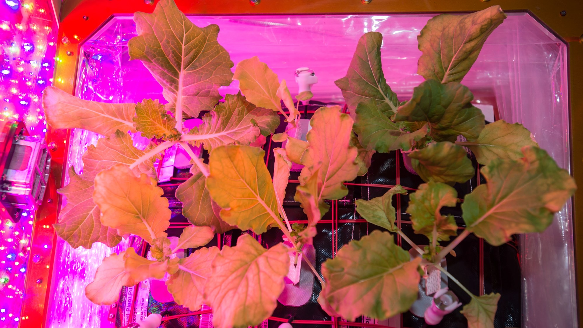 Cabbage growing in a Veggie unit