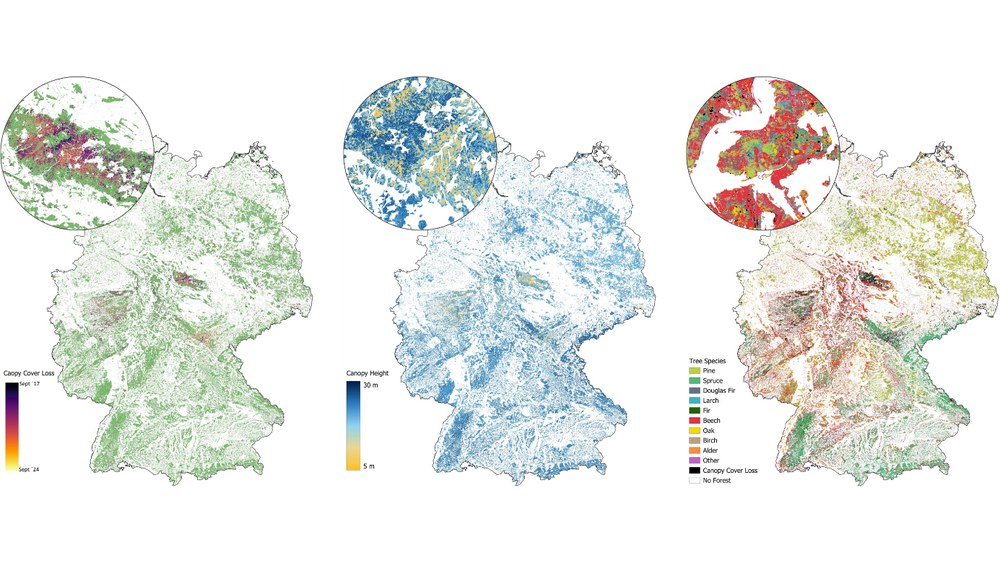 Team: Forest Ecosystems