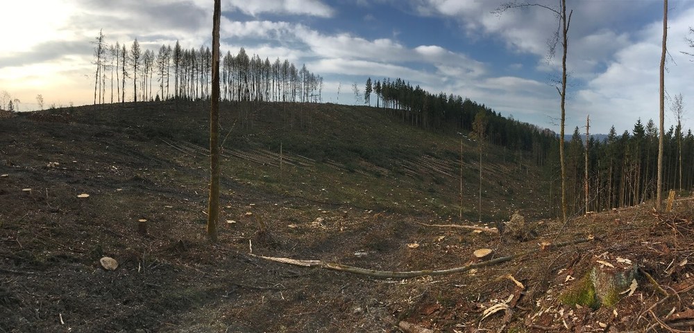 Large-scale deforestation in Germany