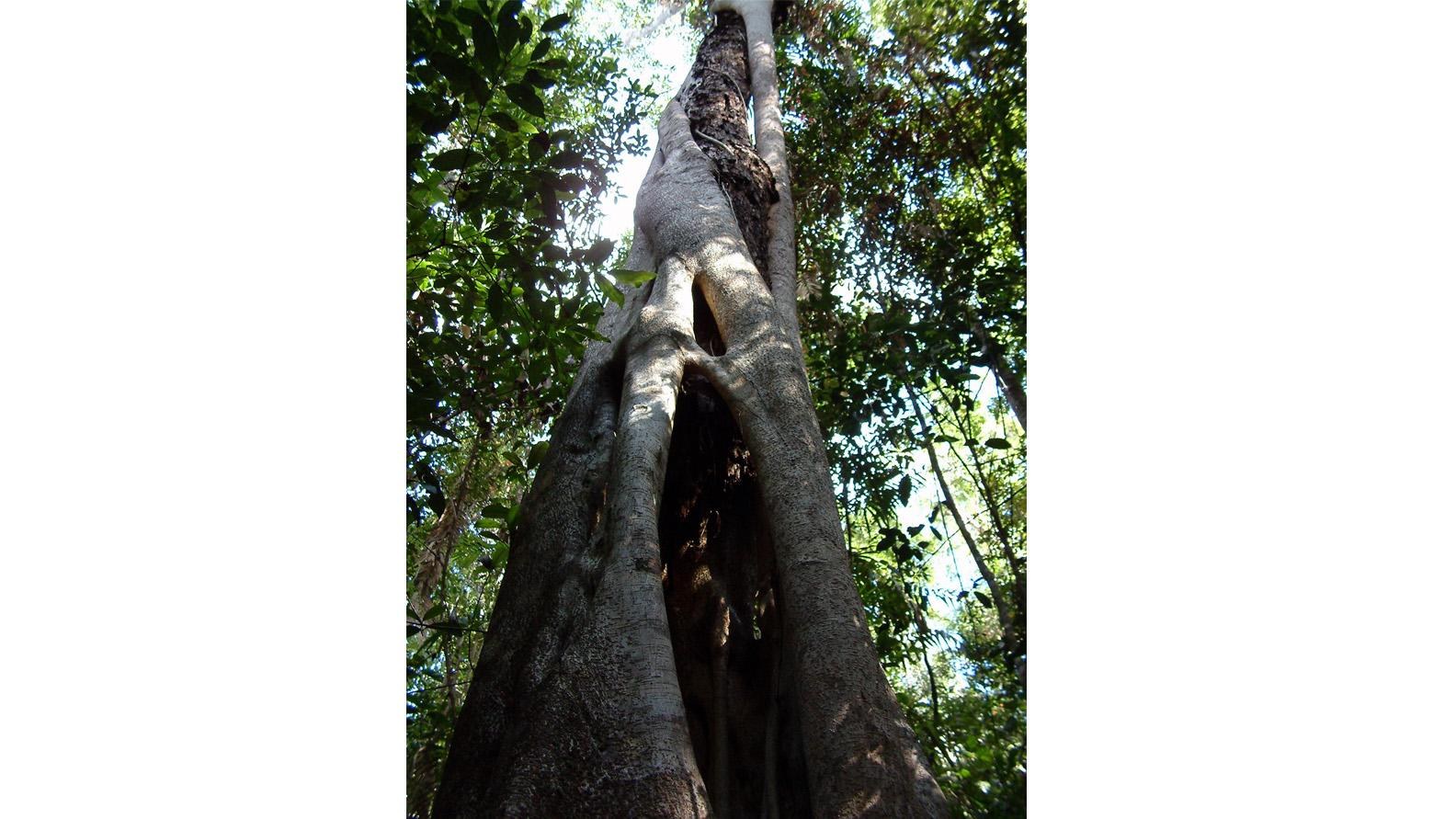 Ficus macrophylla in the Australian rainforest
