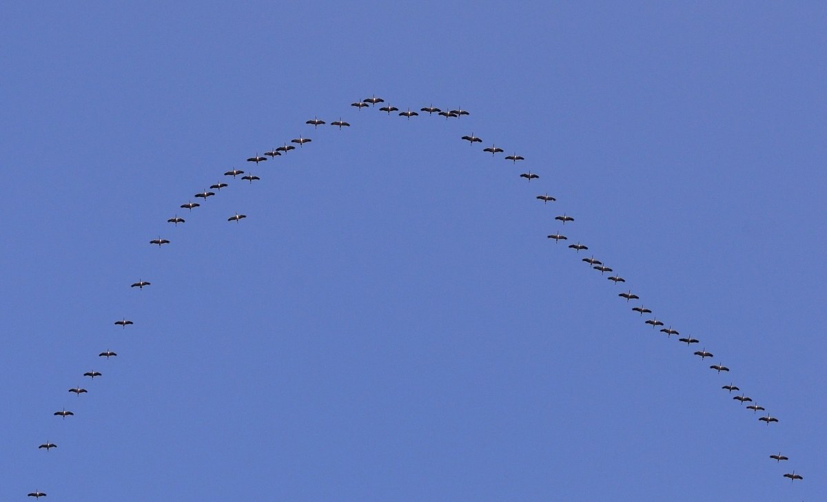 DLR – Migratory birds in V-shaped formations