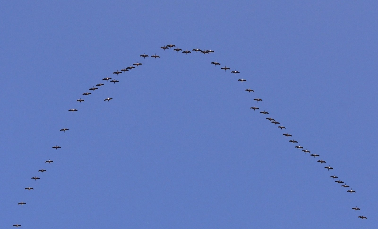 DLR – Migratory birds in V-shaped formations