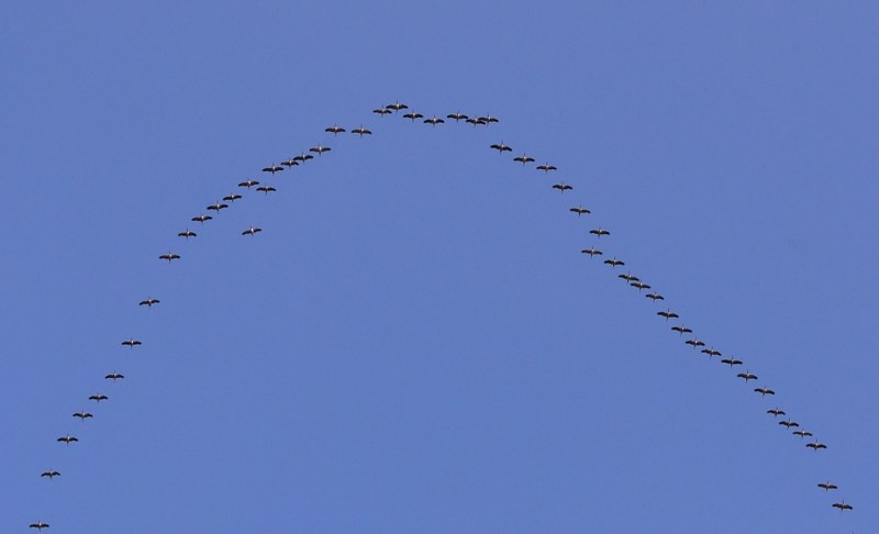 DLR – Migratory birds in V-shaped formations