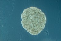 DLR – Placozoa on its journey into microgravity