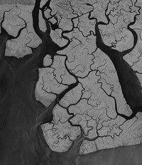 Mangroves, Bakassi Peninsula, Cameroon