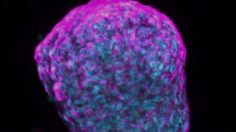 Cellbox-3 launches biomedical experiments to the ISS