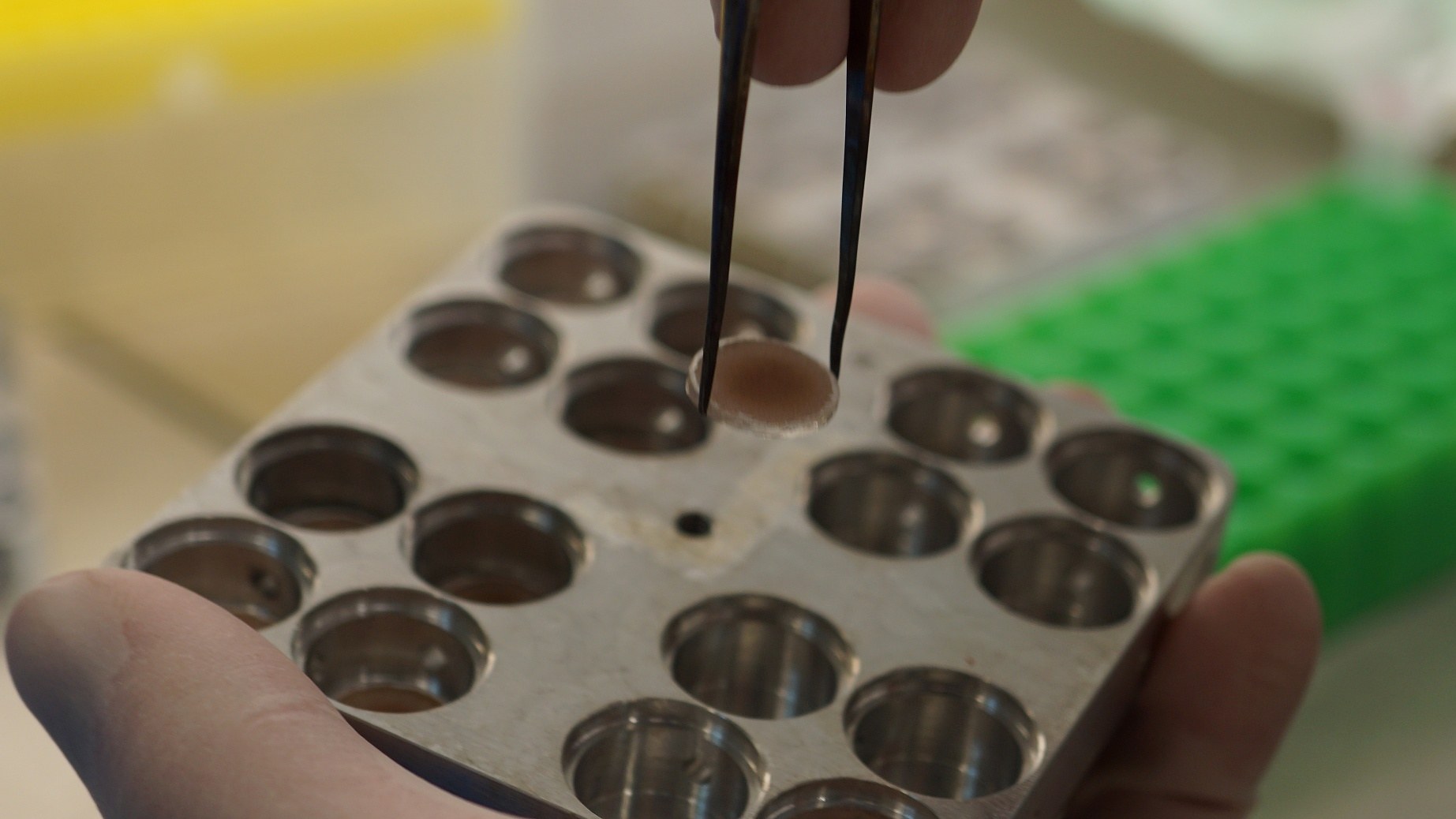 Integration of bacteria in the TREX-box